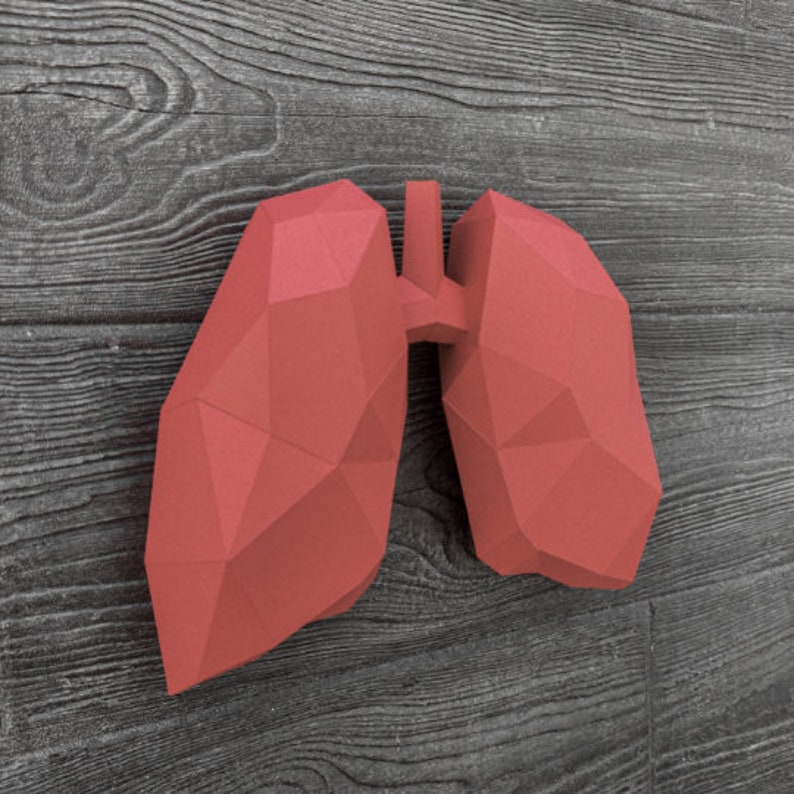 Papercraft Human Organs Brain Heart Tooth Lungs 3D Low Poly - Etsy