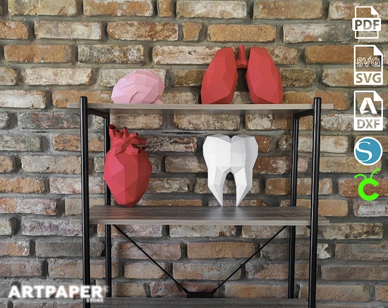 Papercraft Human Organs Brain Heart Tooth Lungs 3D Low Poly - Etsy
