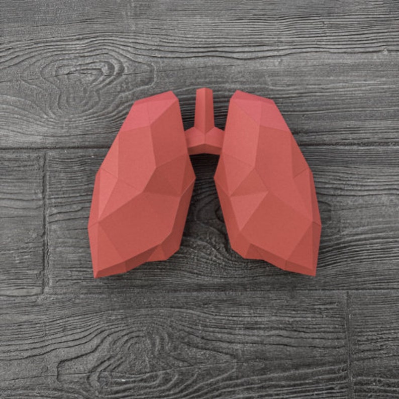 Papercraft Human Organs Brain Heart Tooth Lungs 3D Low Poly - Etsy