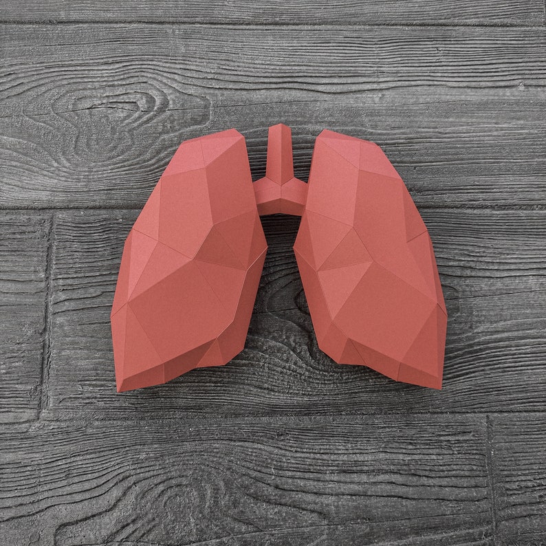 Papercraft Human Lungs: 3D Low Poly Paper Sculpture (PDF Pattern) - Etsy