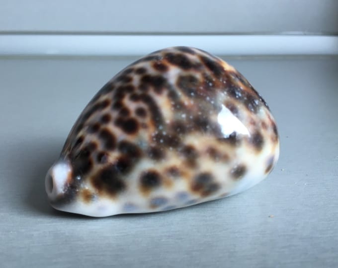 Collectible Sea Shell Cypraea Tigris Real Tiger Cowrie Shell - Etsy