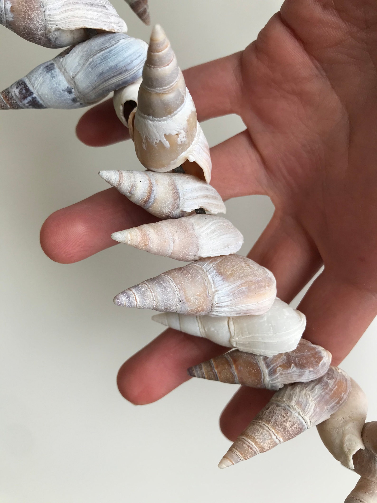 Beautiful Heart With Sea Snail Shells Conch Shells Decor | Etsy