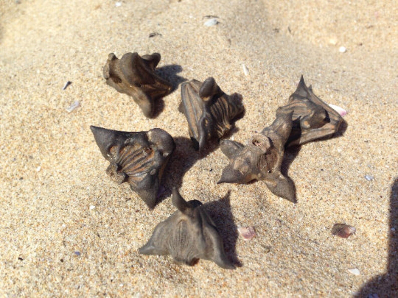 Natural Pods Set of 7 sea pods Devil Nuts Gothic Pods | Etsy