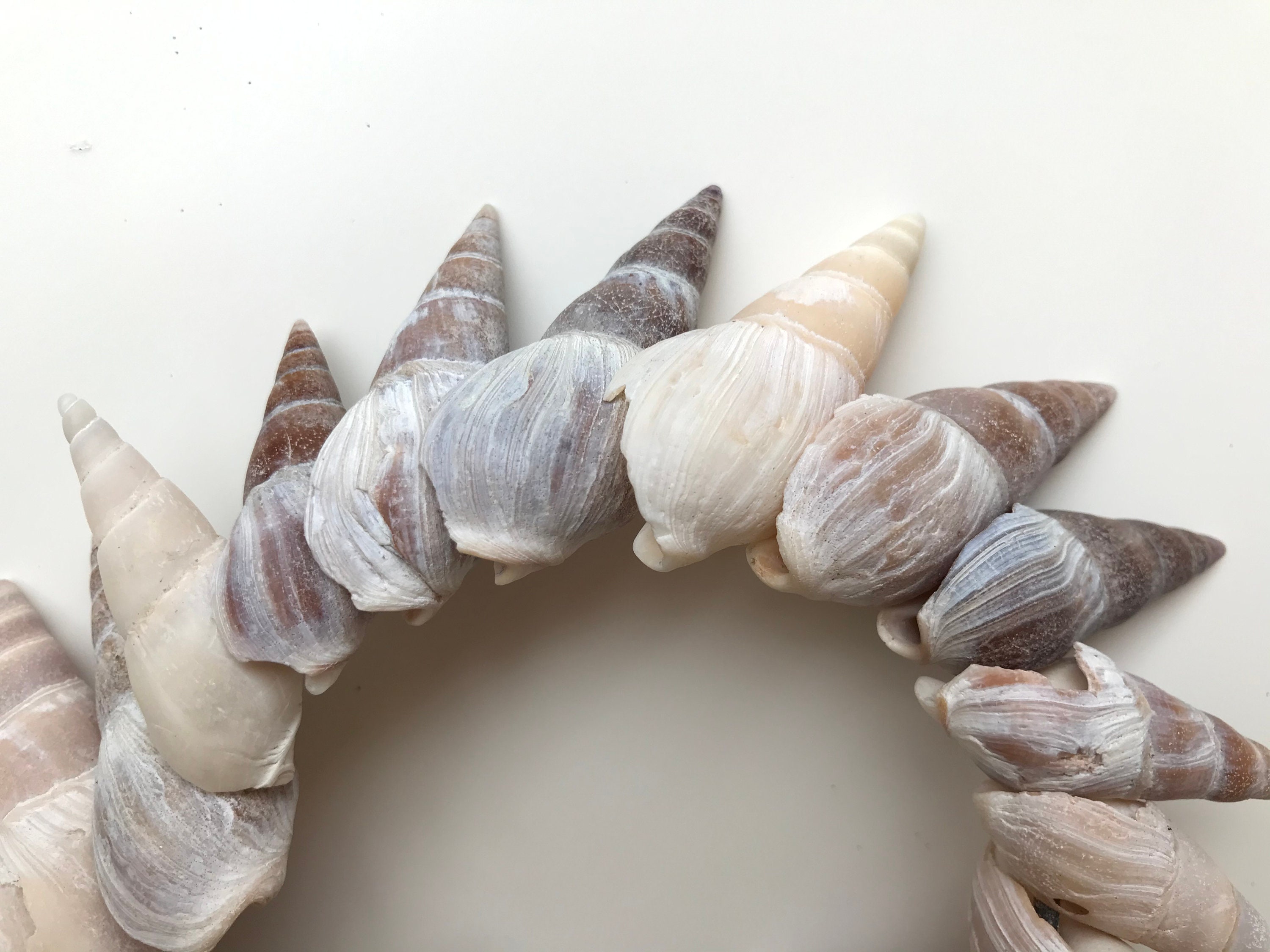 Beautiful Heart With Sea Snail Shells Conch Shells Decor | Etsy