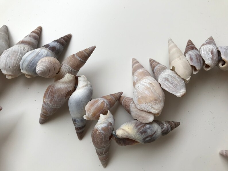 Beautiful Heart With Sea Snail Shells Conch Shells Decor - Etsy
