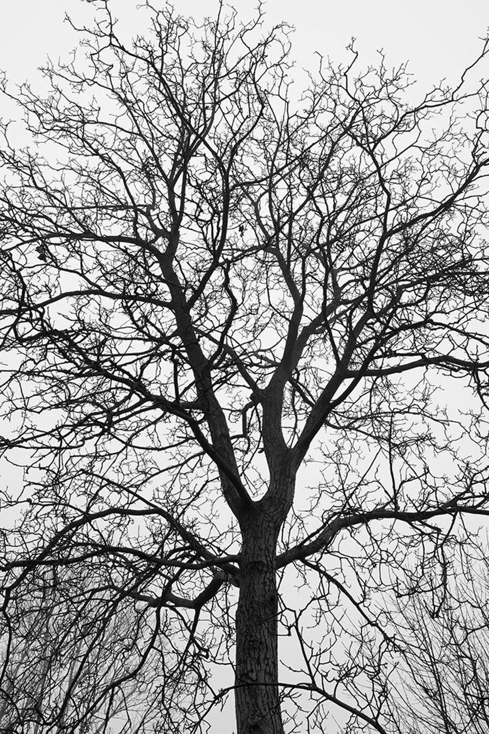 Black Tree Print | Black and White | Tree Wall Art | Minimalist Art ...