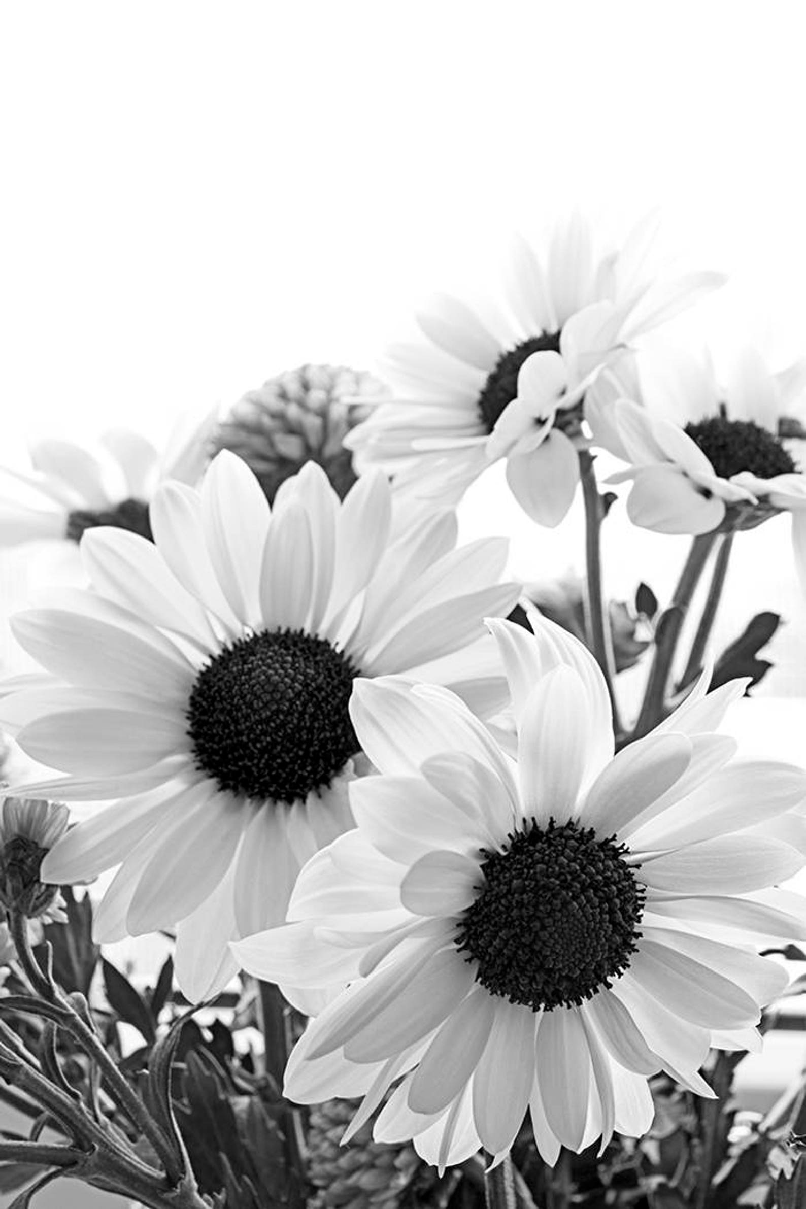Black And White Flower Photography Printable Floral Art Print 0023