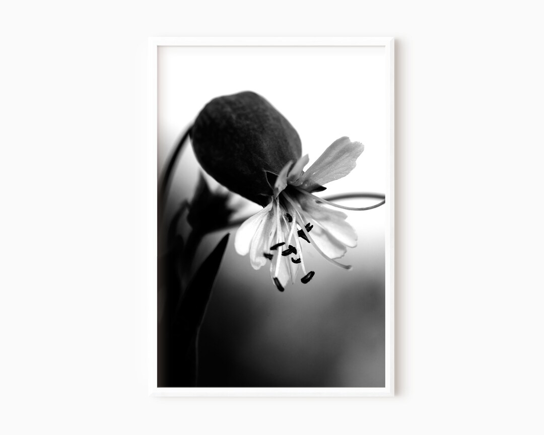 Digital Flower Photography Printable Black and White Art 0040 - Etsy