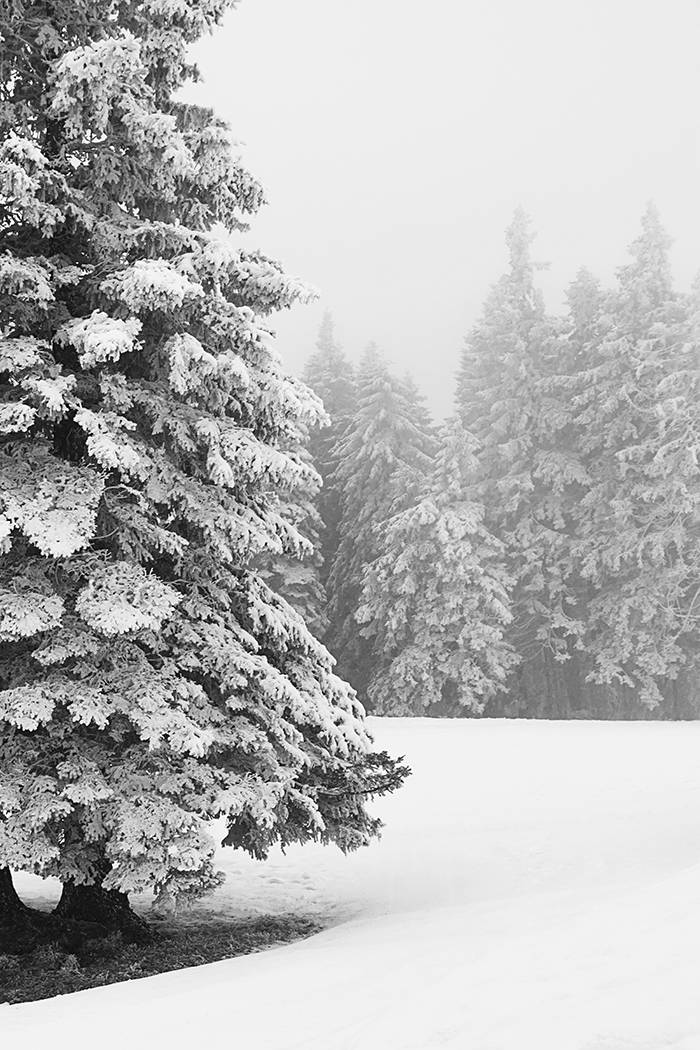 Winter Tree Print Printable Snowy Forest Art DOWNLOAD 0129 - Etsy