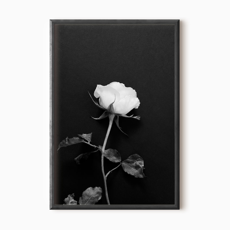 White Rose - Etsy