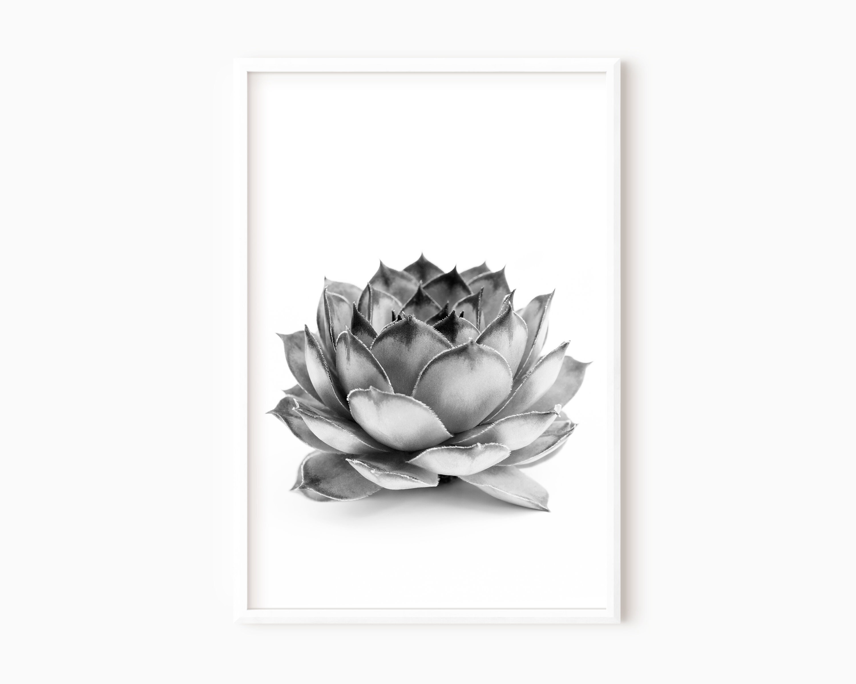 Black White And Succulent In Ground