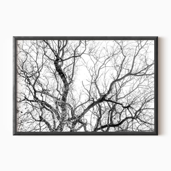 Black Tree Branches - Etsy