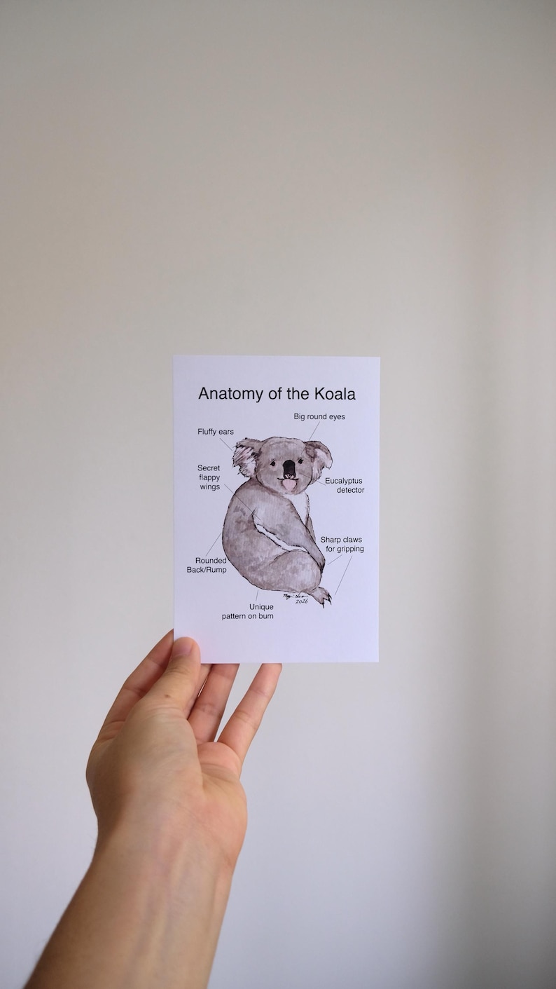 Anatomy of the Koala (postcard Size Art Print) - Etsy