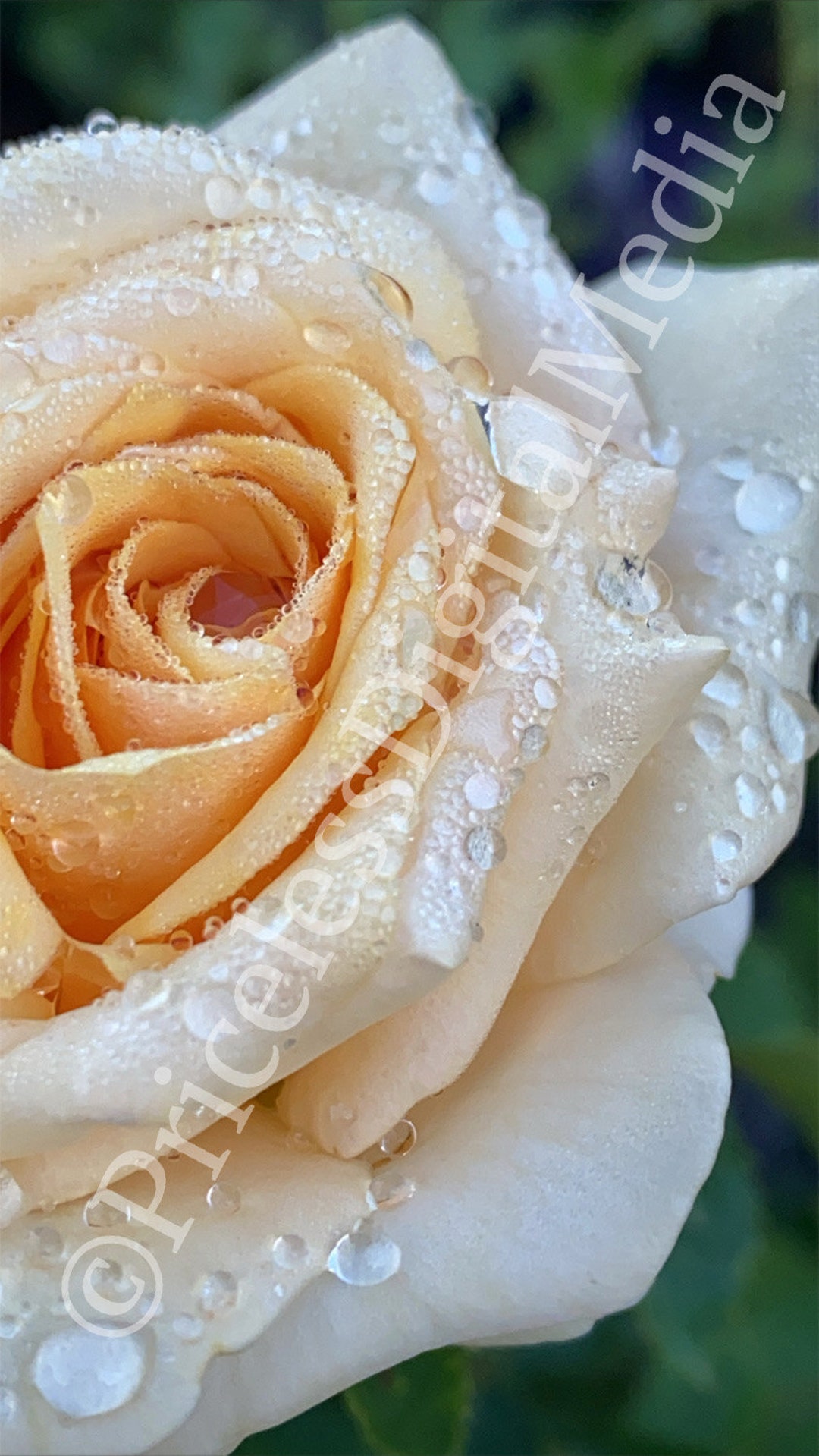 Dew Drop Rose Digital Download - Etsy