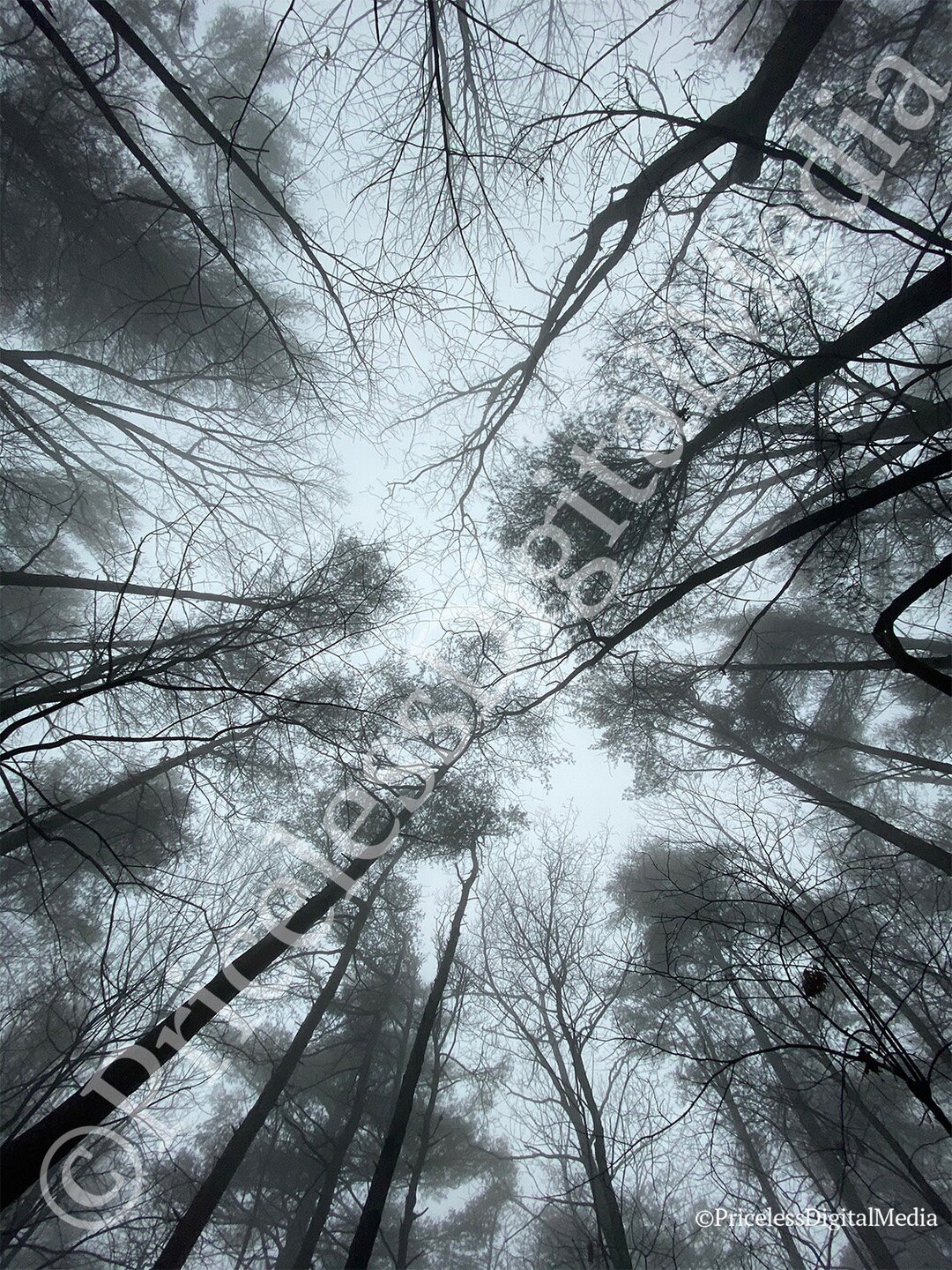 Trees Perspective Digital Download - Etsy