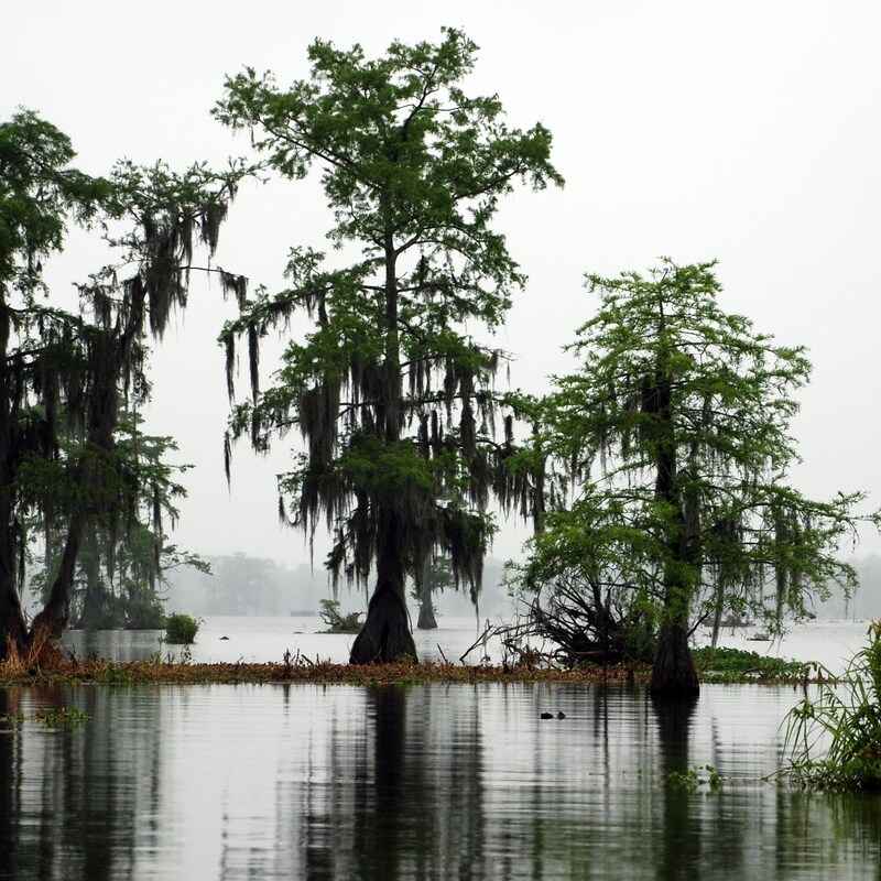 Swamp Backdrop - Etsy
