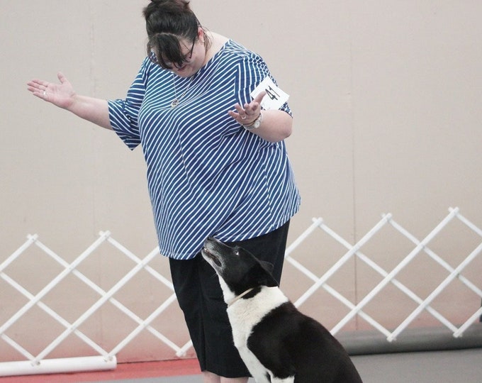 AKC Rally NOVICE - MASTER Laminated Signs - Etsy