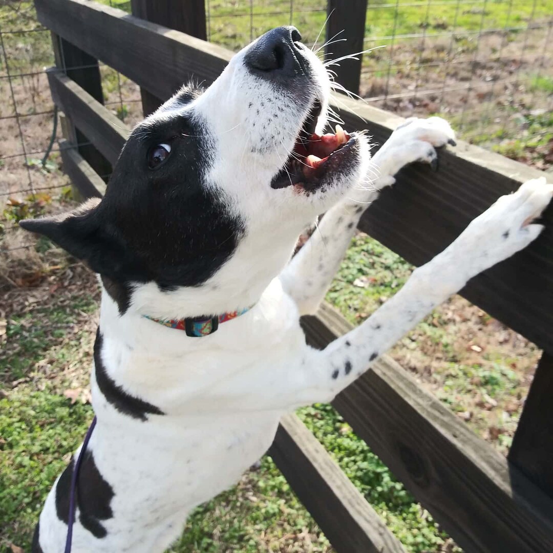 AKC Beginner Novice/novice Obedience Signs - NOT RALLY - Deluxe Set - Etsy