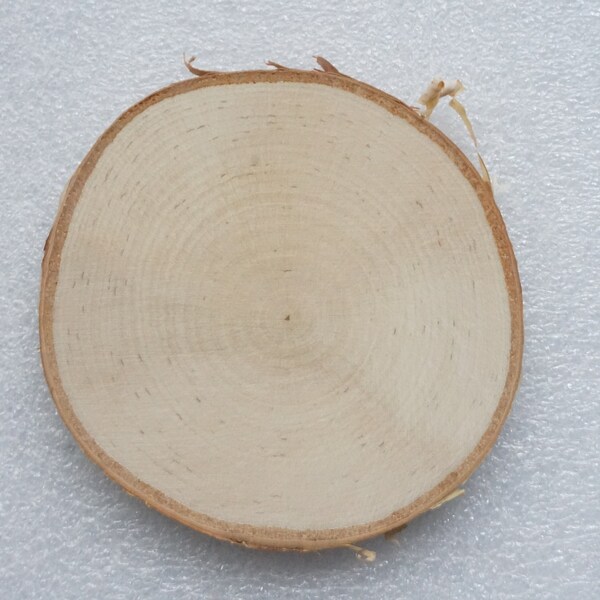 Birch Tree Slice - Etsy