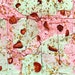 Strawberry Pistachio Meringue Bark - Small Batch - Packaged in Bulk - Etsy