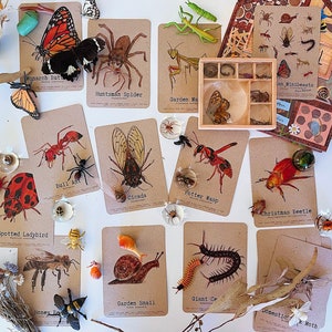 Australian Minibeast Insect Flashcards - Etsy