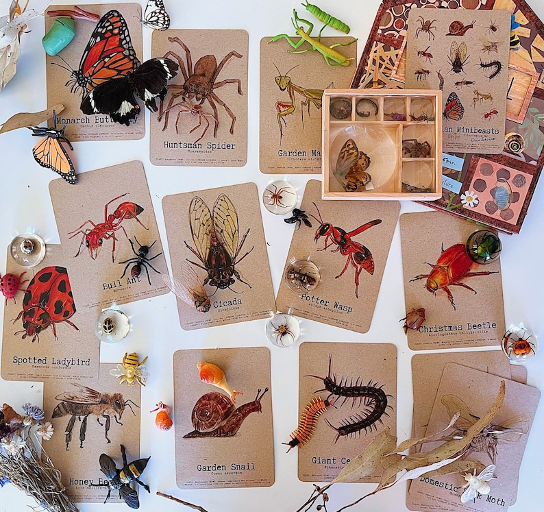 Australian Minibeast Insect Flashcards - Etsy