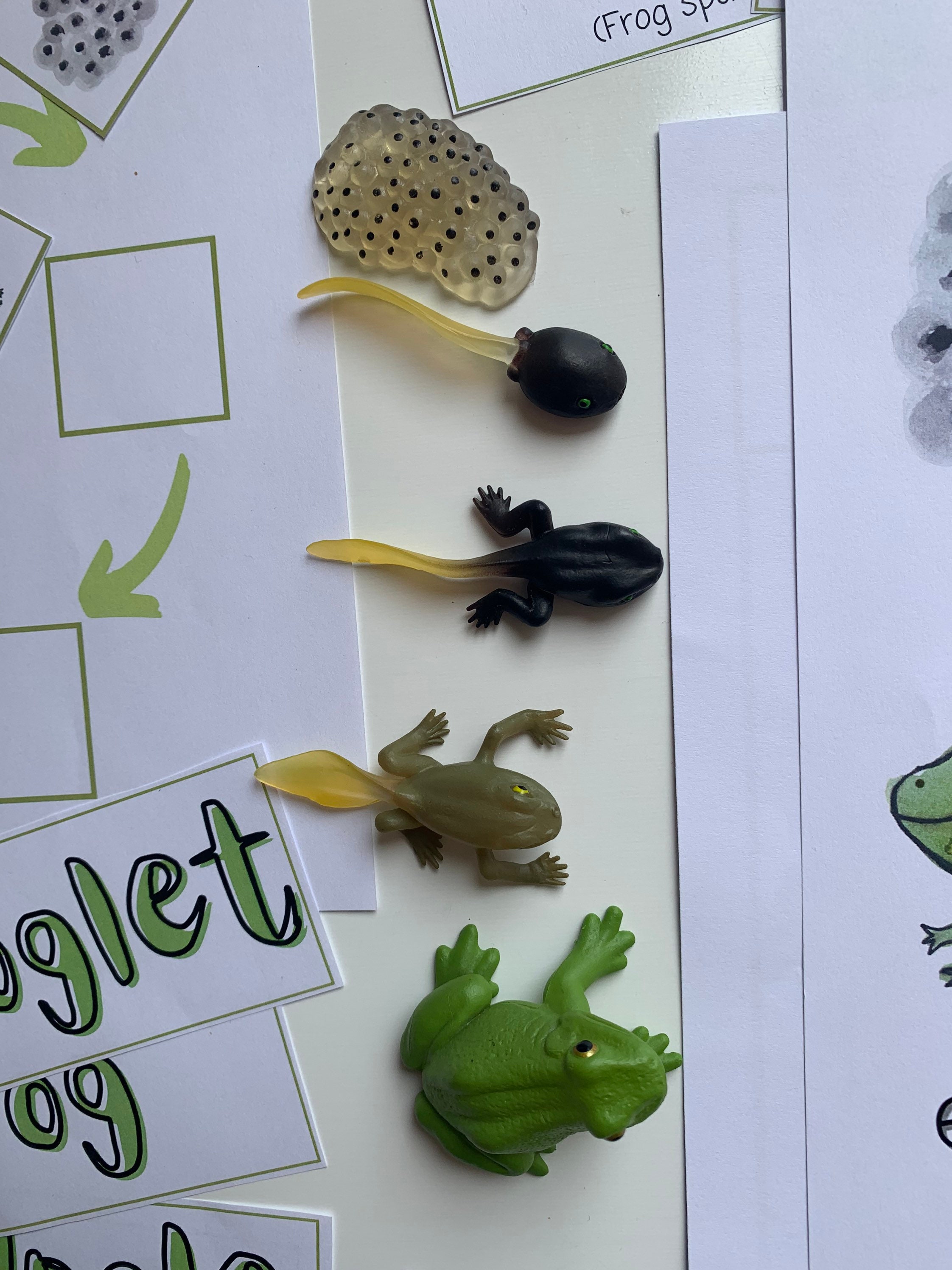 DIGITAL- Lifecycle of a Frog Homeschool Educational Bundle. - Etsy