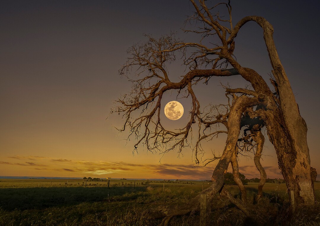 Photographic Print Moon in Tree at Dusk - Etsy