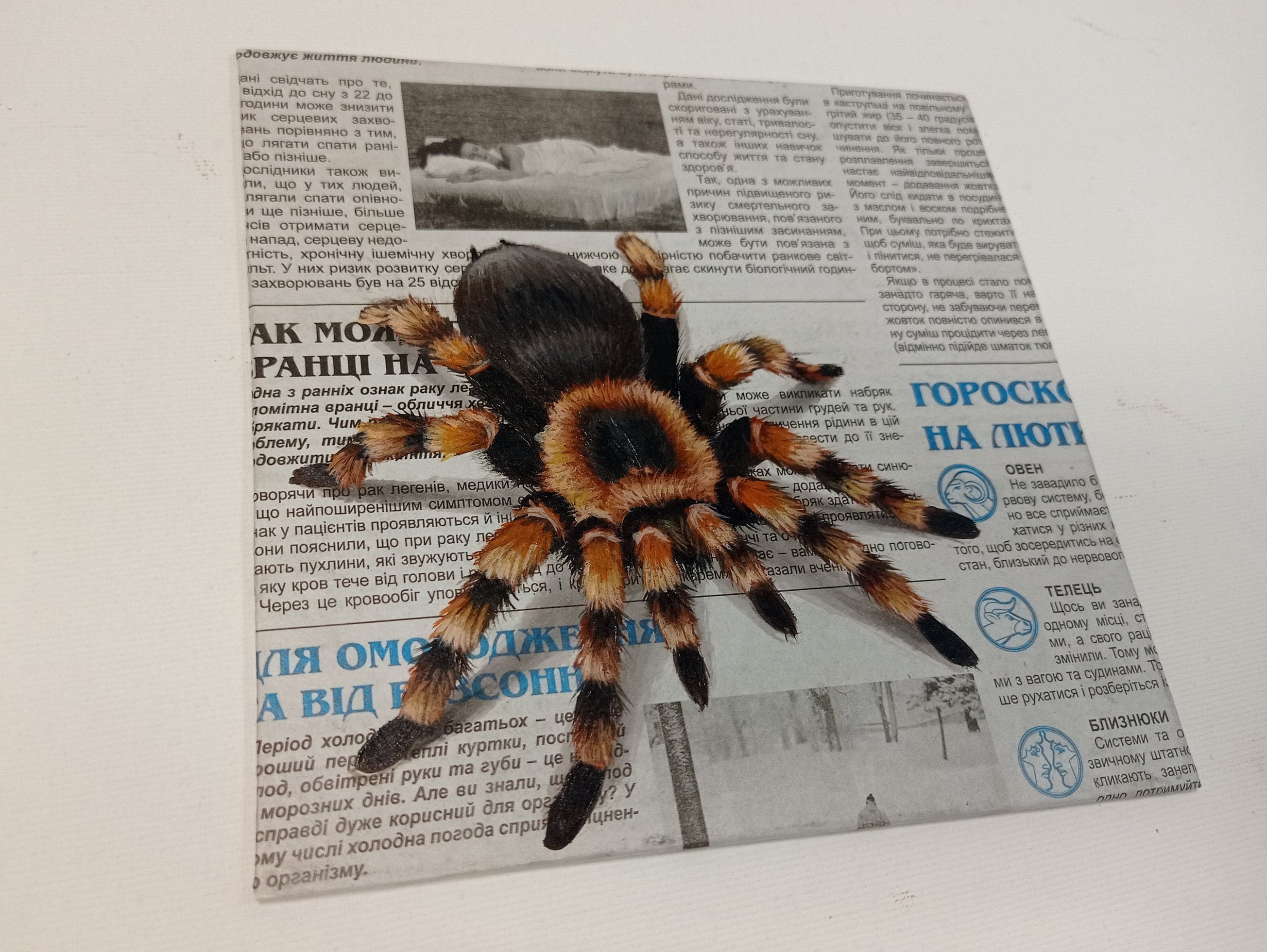 Home & Living Wall Décor Realistic tarantula painting Spider tarantula ...