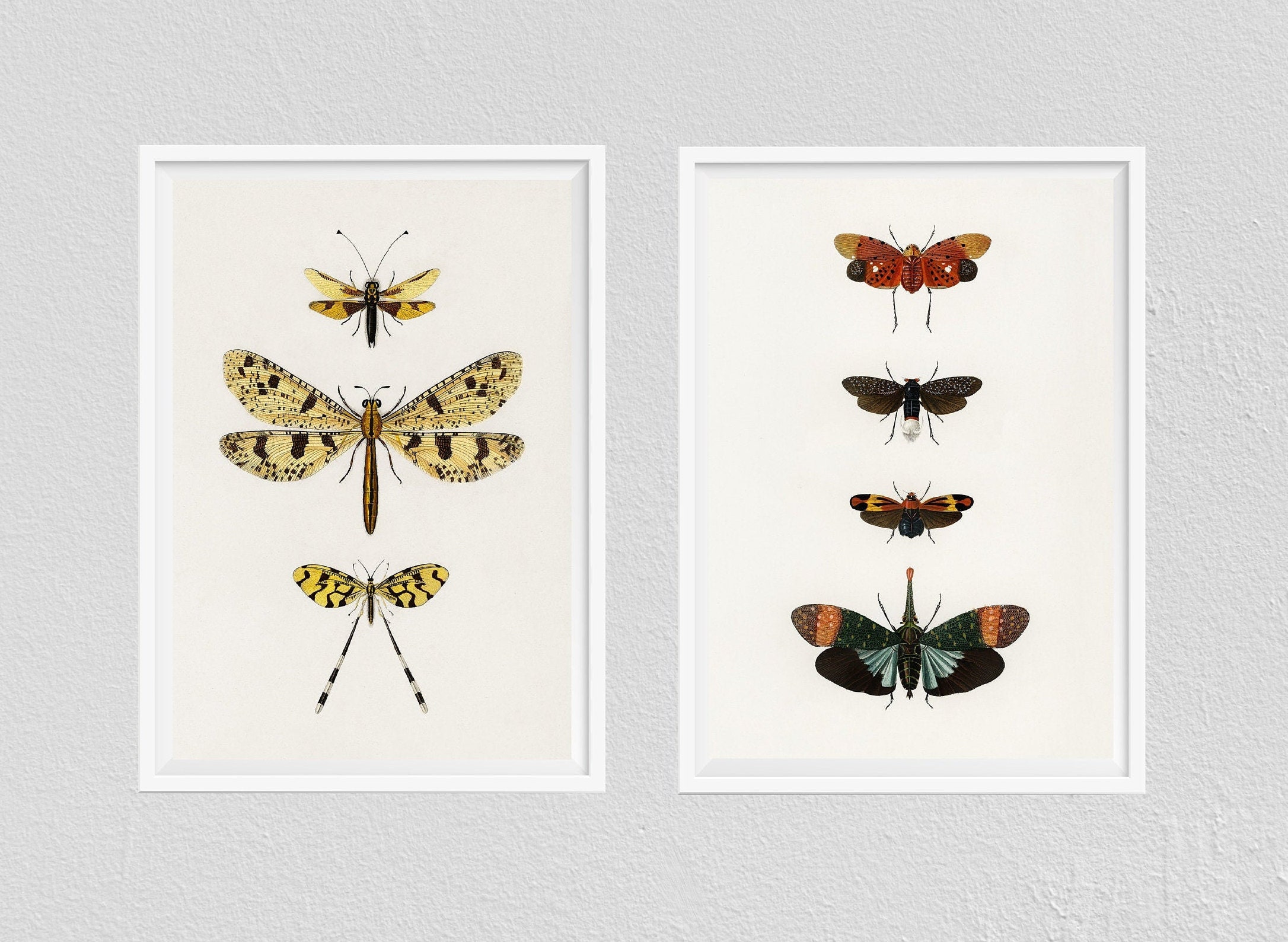 Vintage Insect Print Set Of 2 Insect Illustration | Etsy