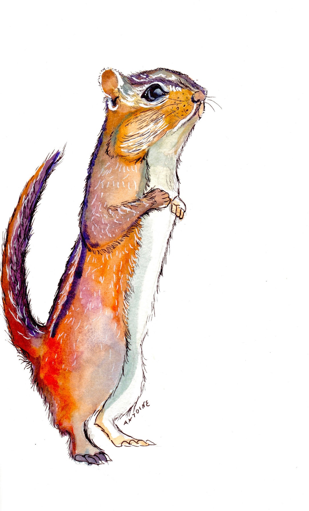 Watercolor and Ink Reproduction Chipmunk Print - Etsy
