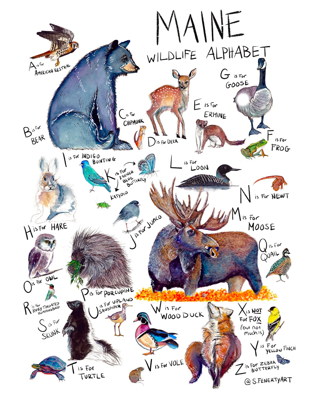 S.fenerty Art Maine Wildlife Alphabet Poster - Etsy