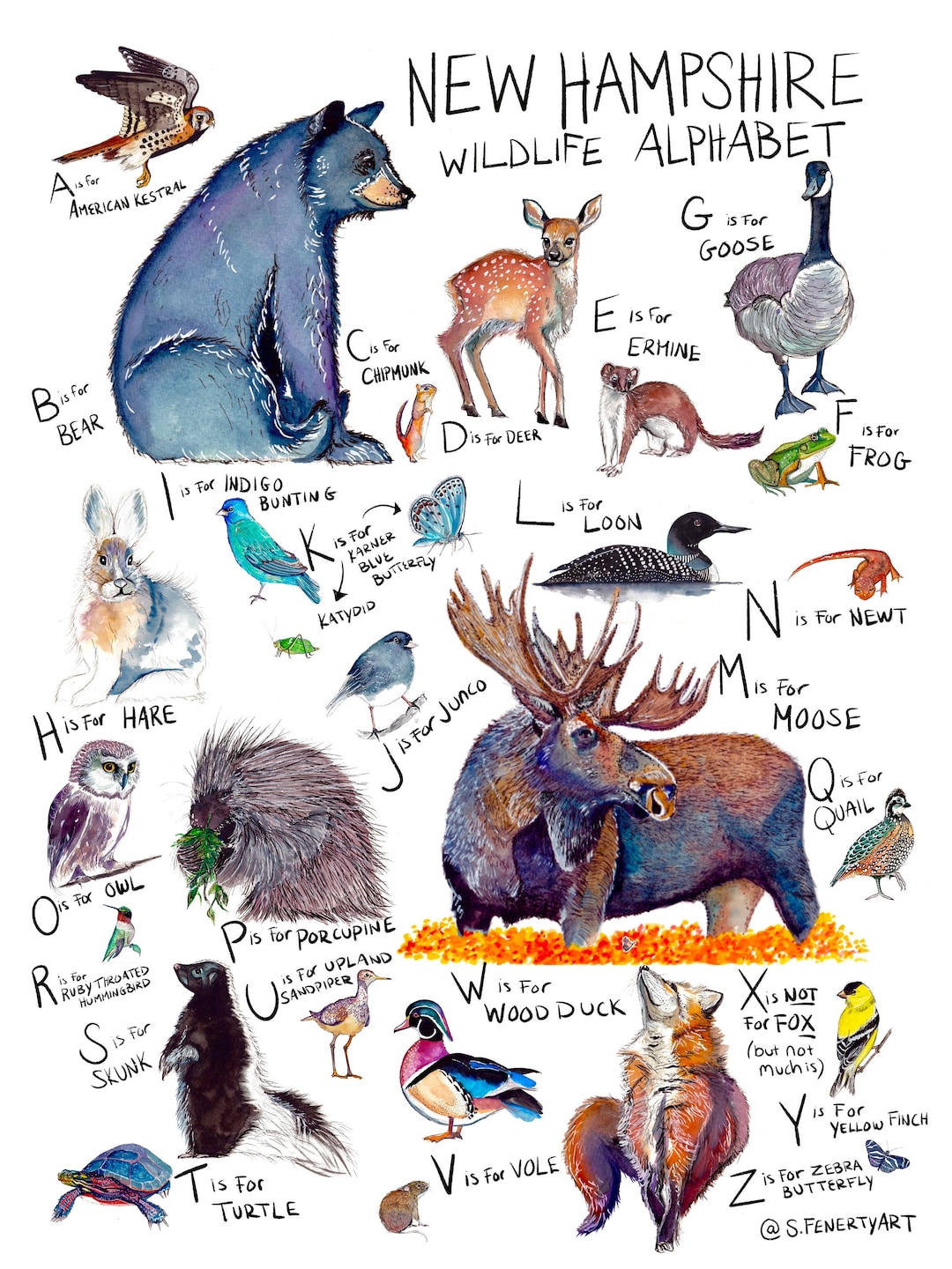 S.fenerty Art NH Wildlife Alphabet Poster - Etsy