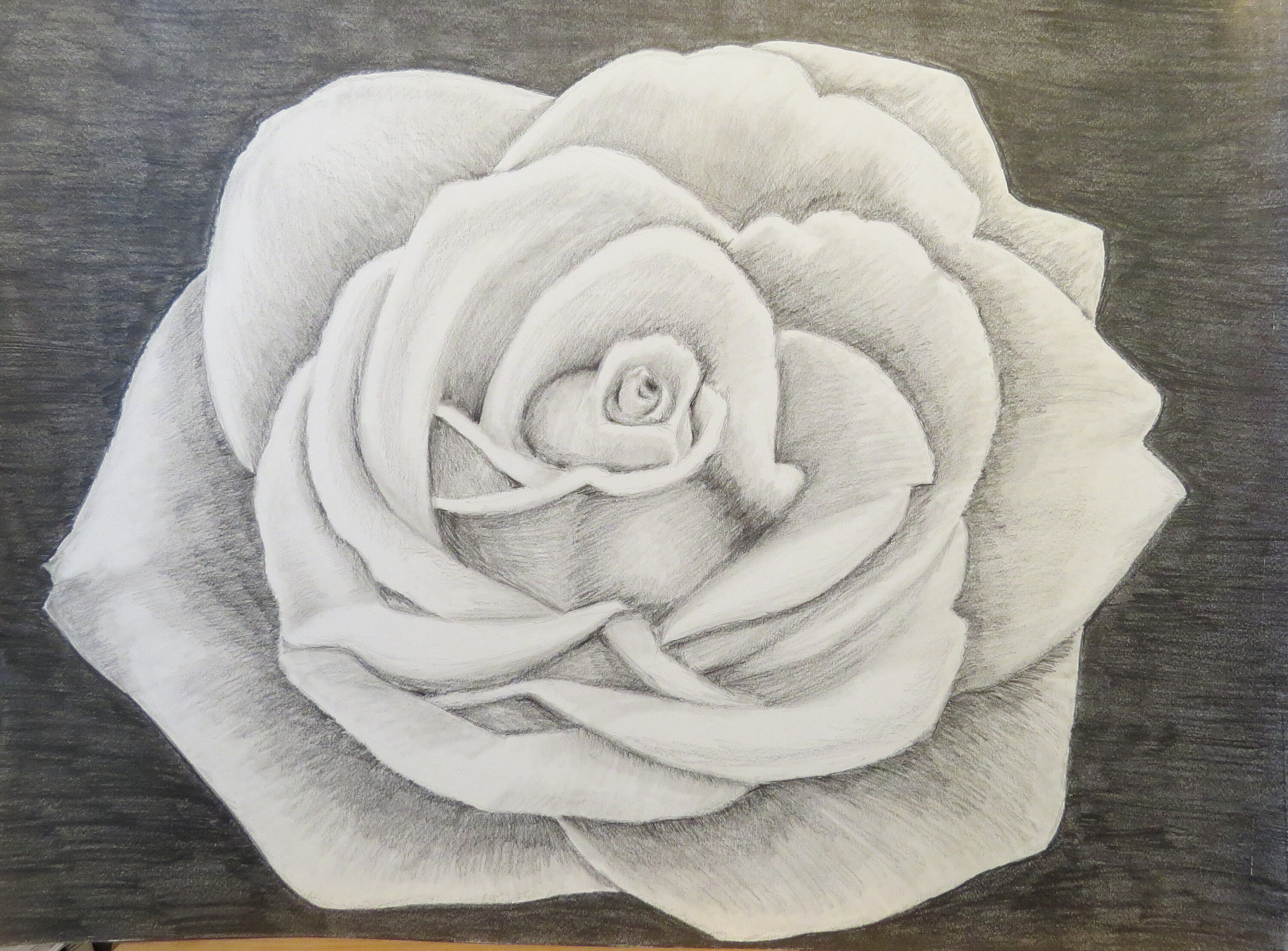 Roses Drawings In Pencil