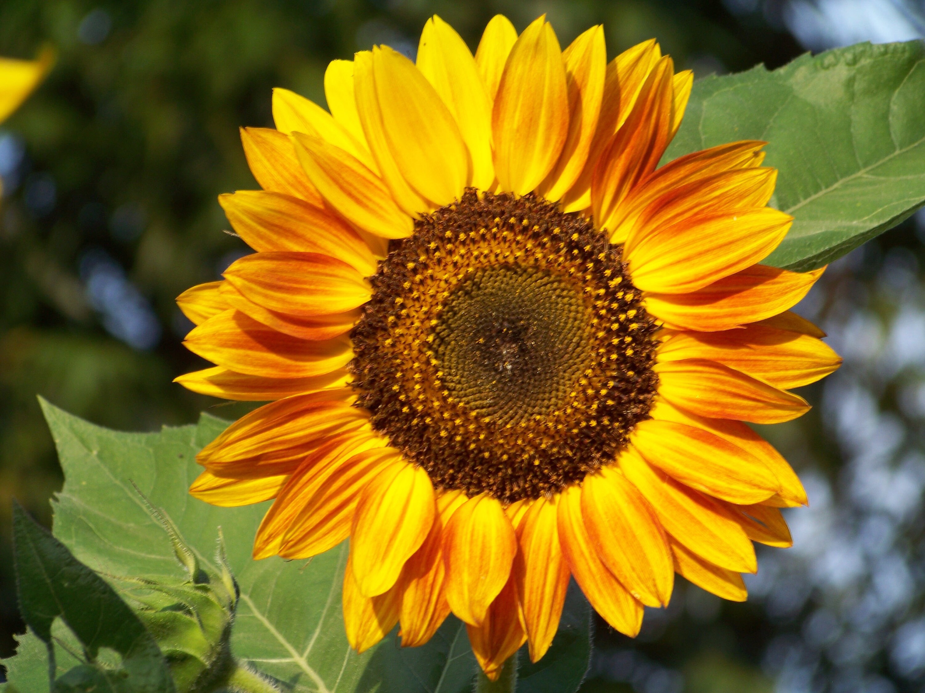 Yellow Sunflower Photo - Etsy