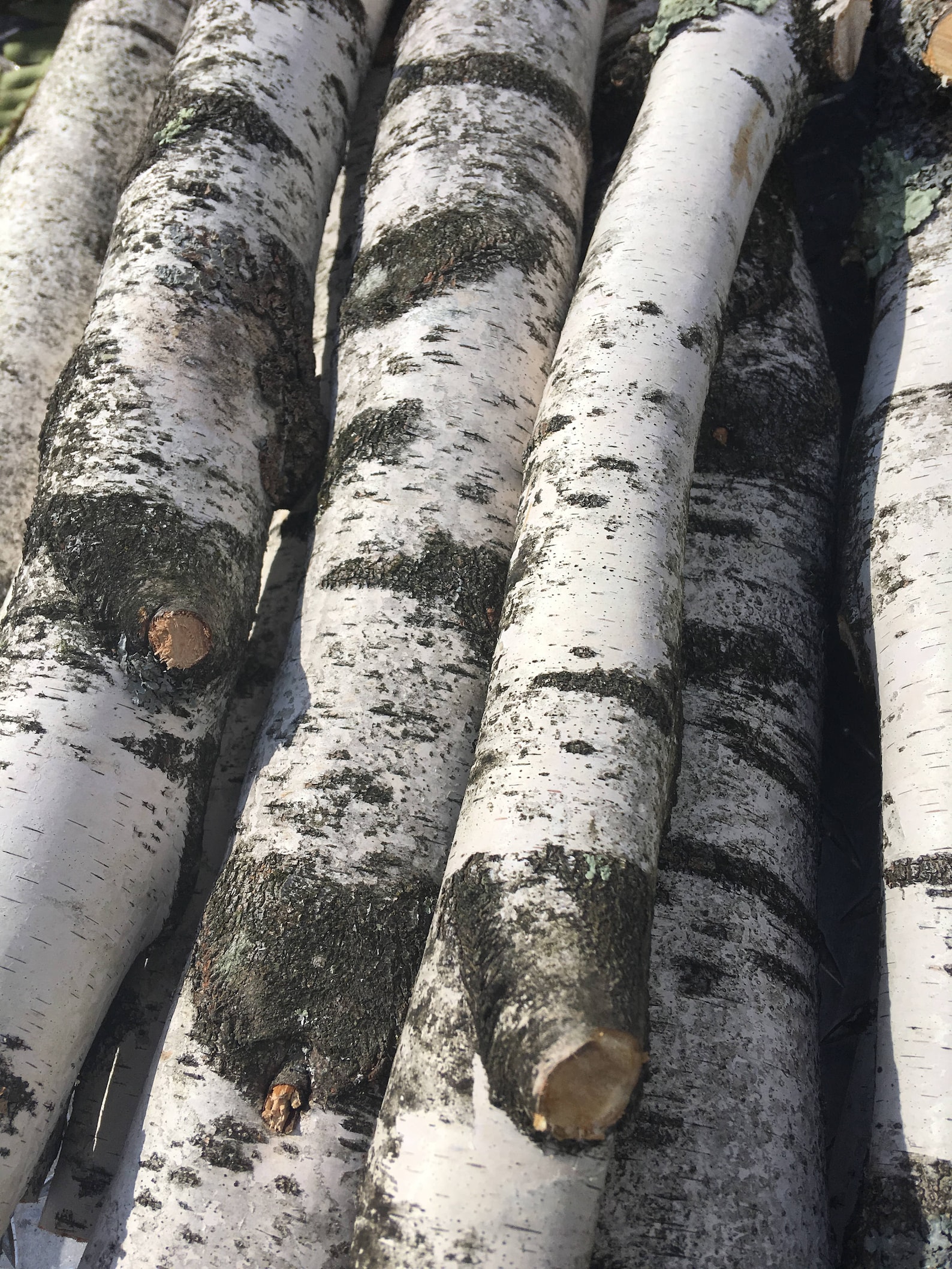Birch Wood Bunch ( 6 Pieces ) - Etsy