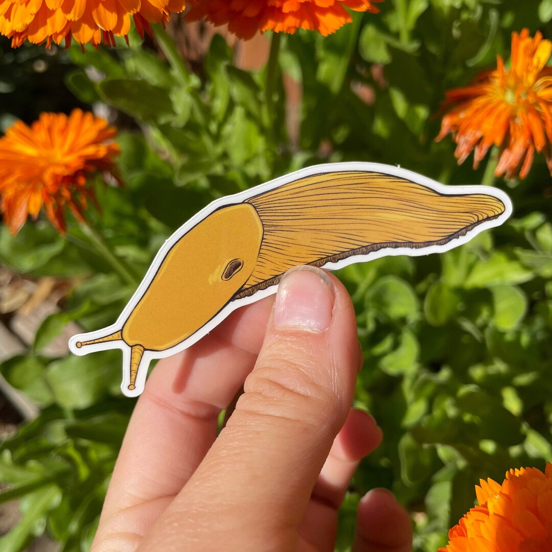 Banana Slug Sticker // UCSC - Etsy