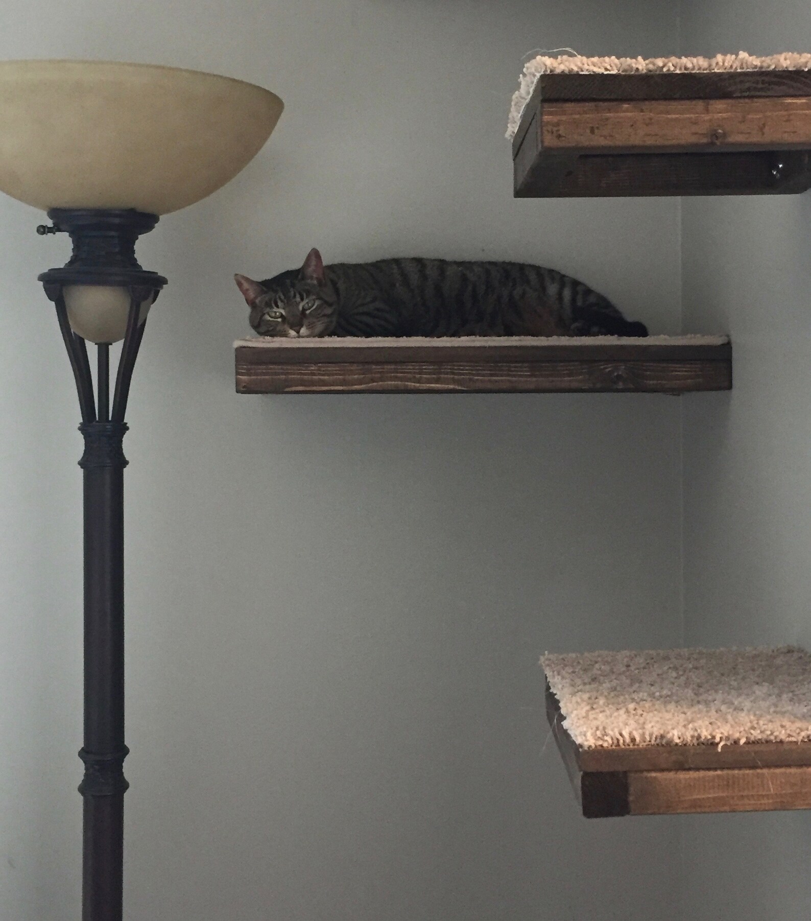 Set of 3 Two Square and One Rectangle Cat Shelves With - Etsy
