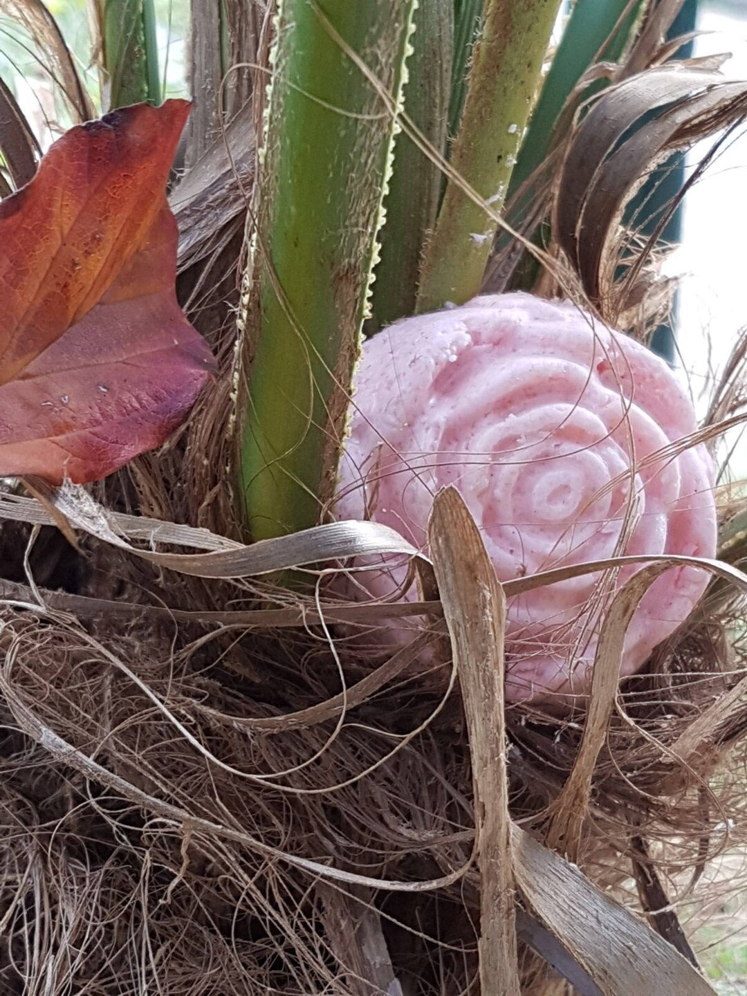 Solid Shampoo Nutritious & Moisturizing - Etsy