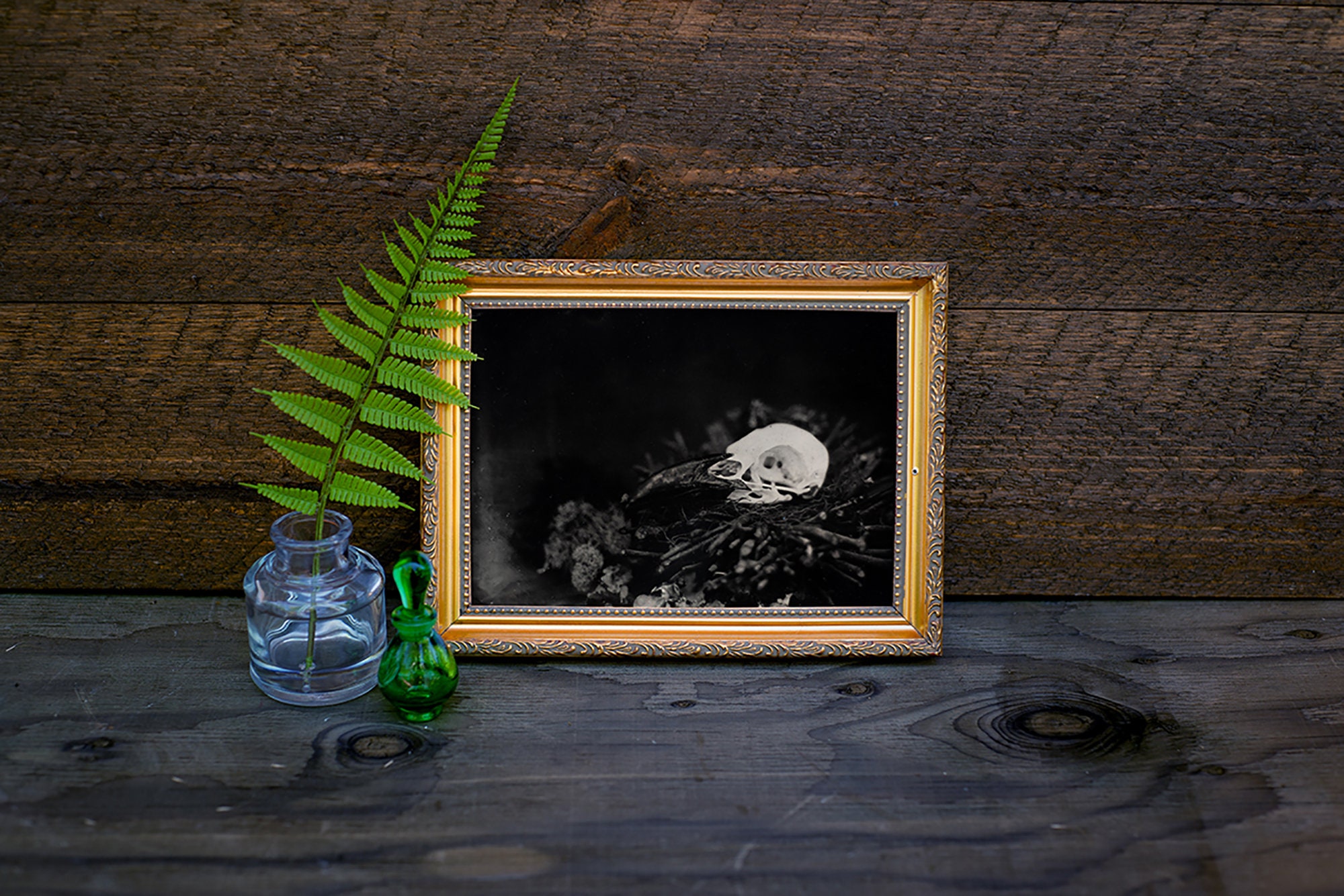 Corvus sizes: 5x7, 8x10 - Etsy