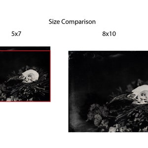 Corvus sizes: 5x7, 8x10 - Etsy