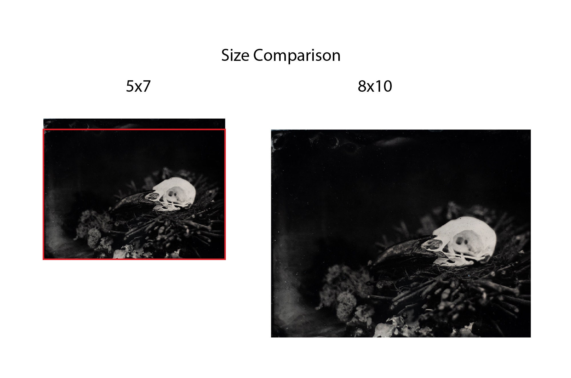 Corvus sizes: 5x7, 8x10 - Etsy