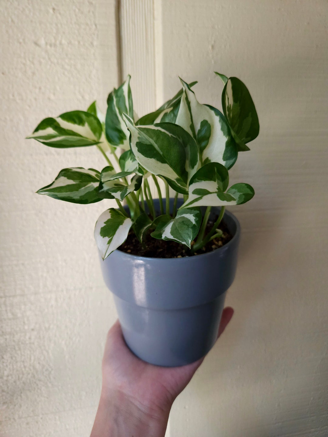 Pearls and Jade Pothos Plant Grey Planter - Etsy