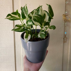 Pearls and Jade Pothos Plant Grey Planter - Etsy