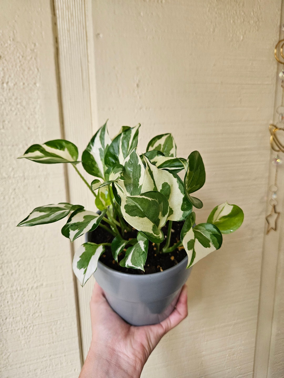 Pearls and Jade Pothos Plant | Grey Planter - Etsy