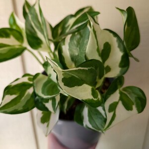 Pearls and Jade Pothos Plant Grey Planter - Etsy