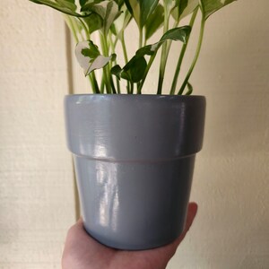 Pearls and Jade Pothos Plant Grey Planter - Etsy