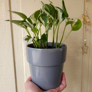Pearls and Jade Pothos Plant Grey Planter - Etsy