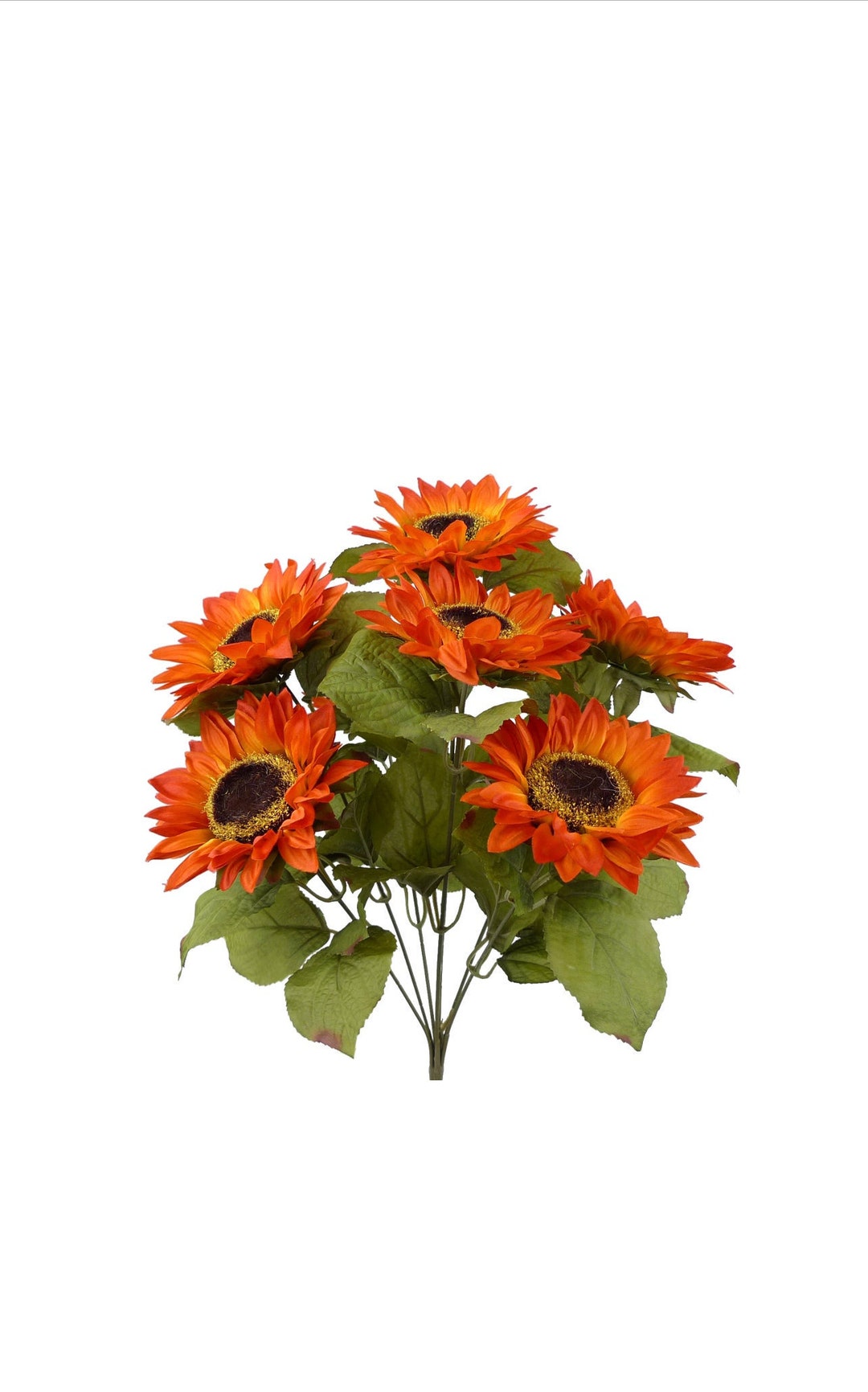 Copper Burt Orange Sunflower Bush ~ 7 Flowers - Etsy