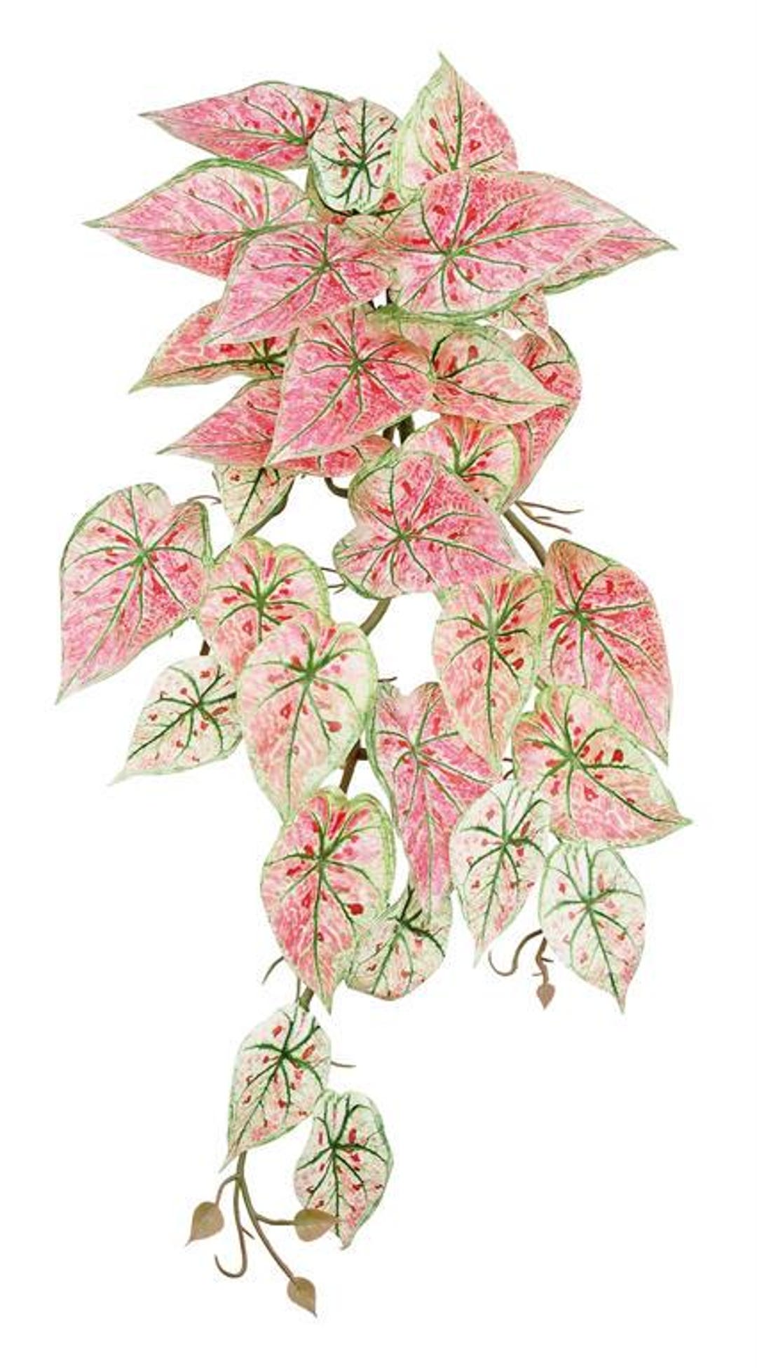 Pink Hanging Caladium Bush- 21 Inch - Etsy